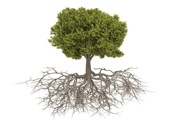 Planting Deep Roots - Christianity Today