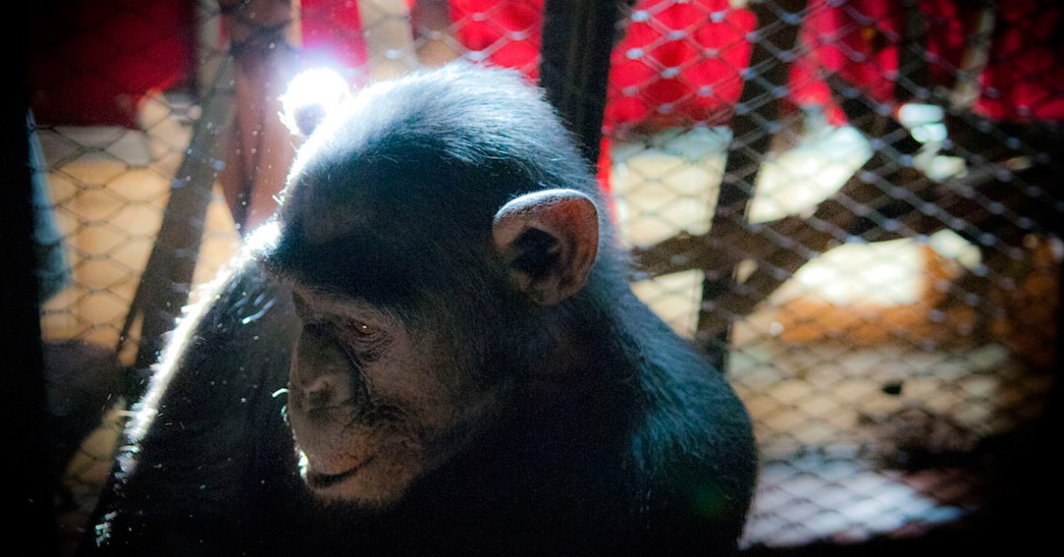 Saving Chimps, Serving God - Christianity Today