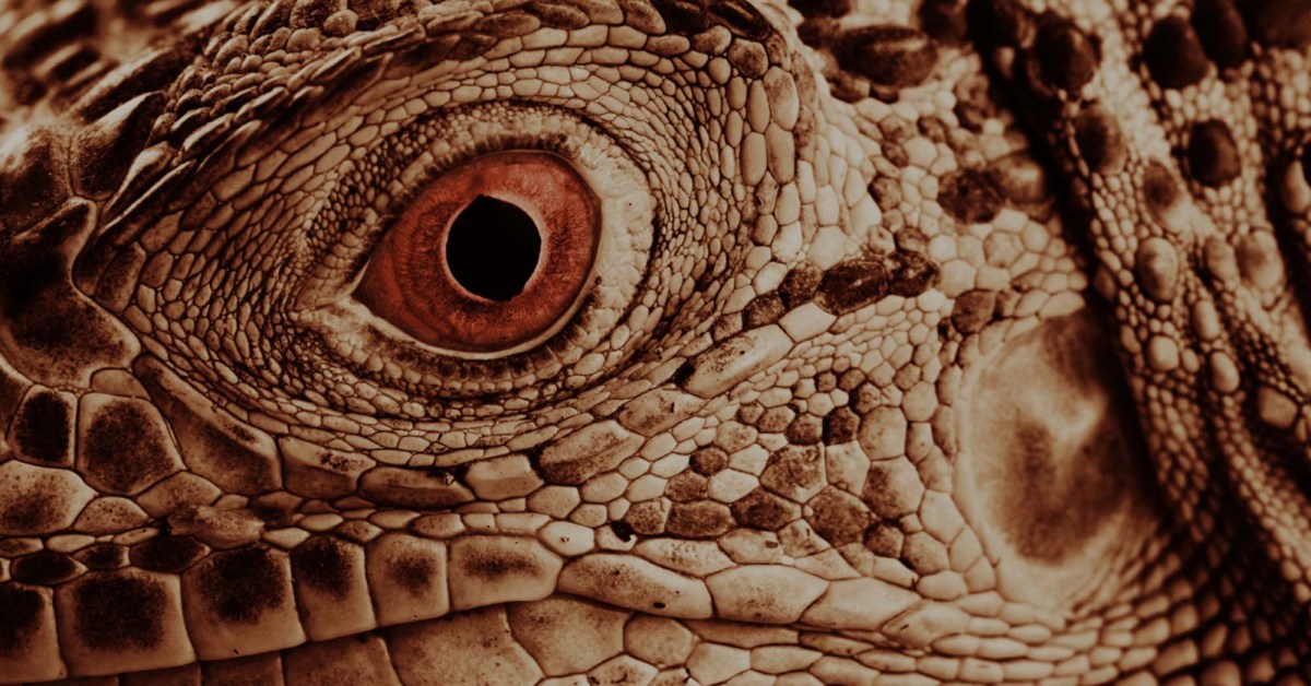 Behold Now 'The Behemoth' - Christianity Today