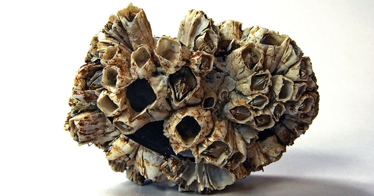 The Barnacles of Life - Christianity Today