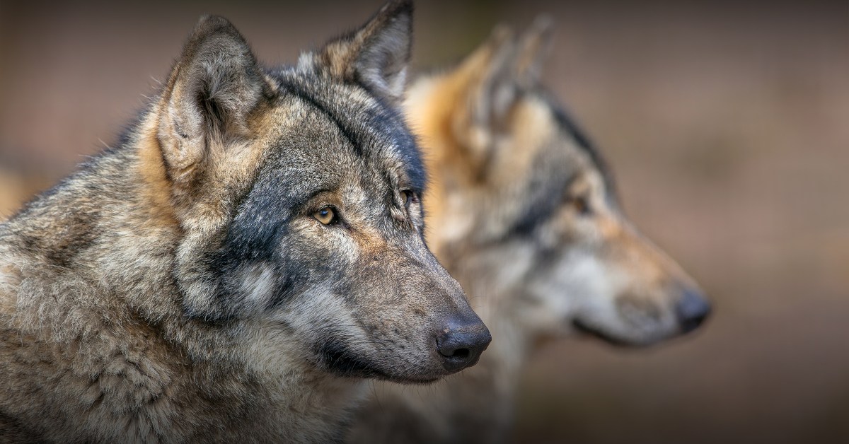 Yes, Wolves Change Rivers. And So Much More. - Christianity Today