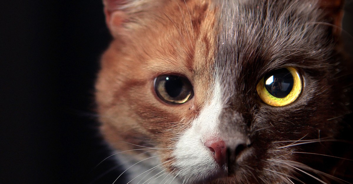 My New Life as a Chimera - Christianity Today