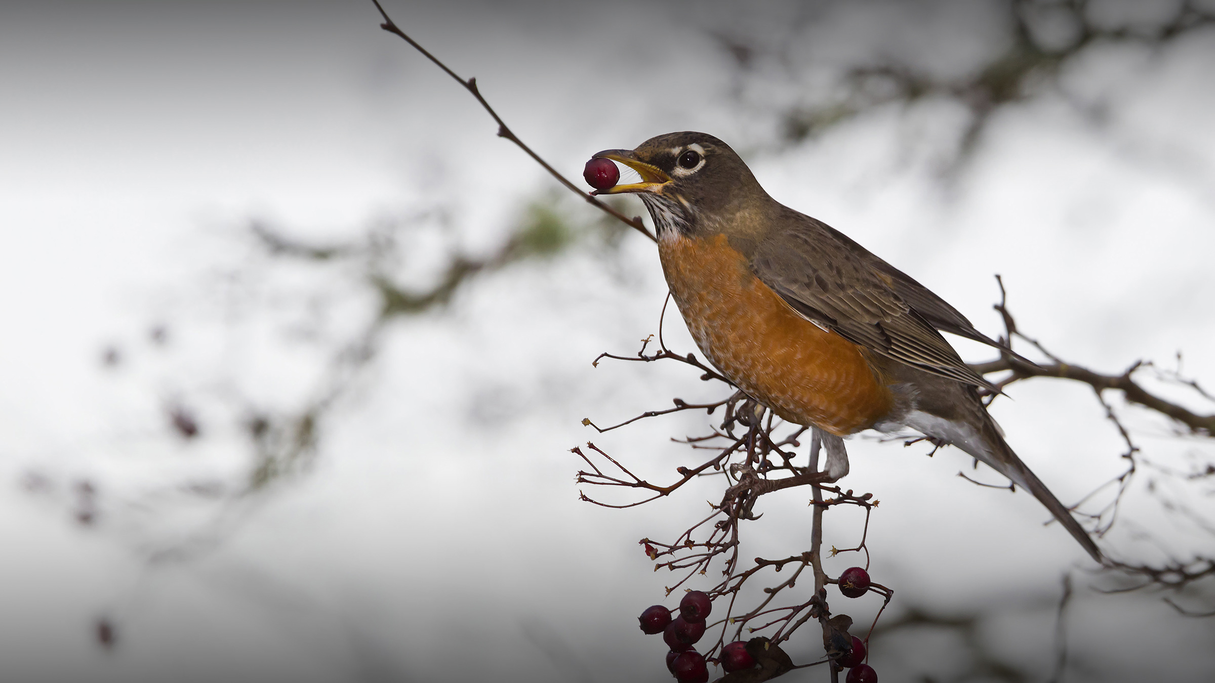 To a Robin in Lent - Christianity Today
