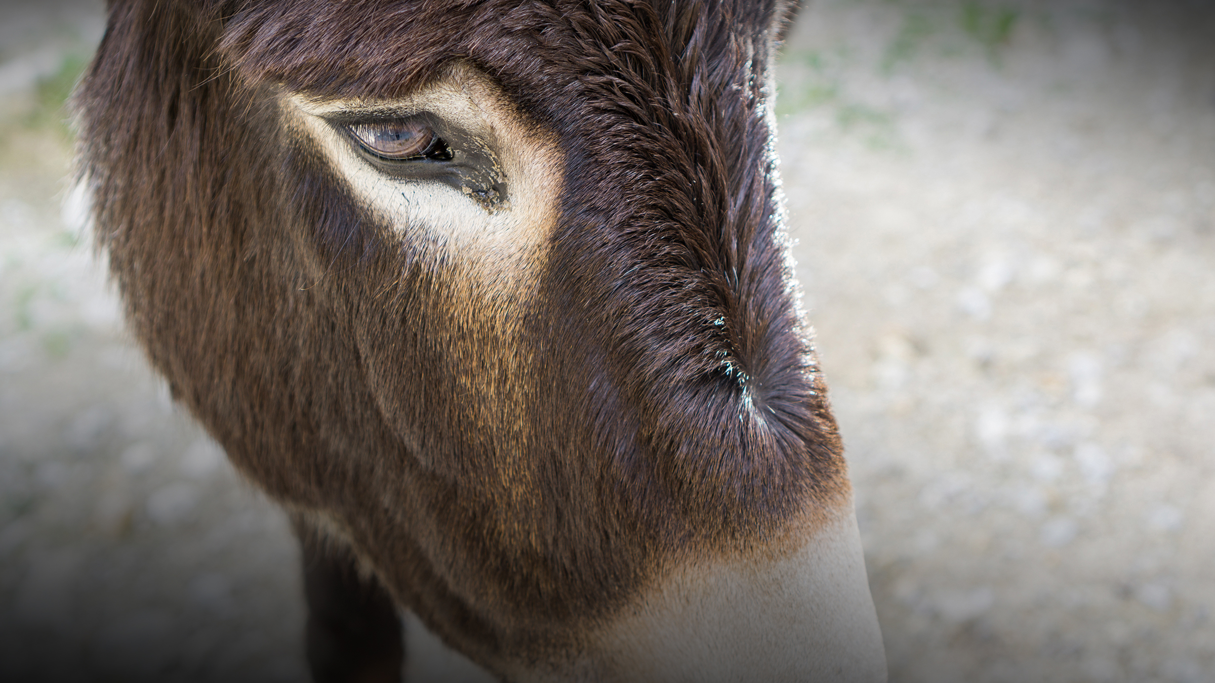 The Donkey - Christianity Today