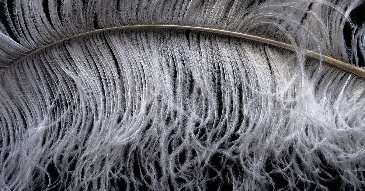 Simply Beautiful Feathers - Christianity Today