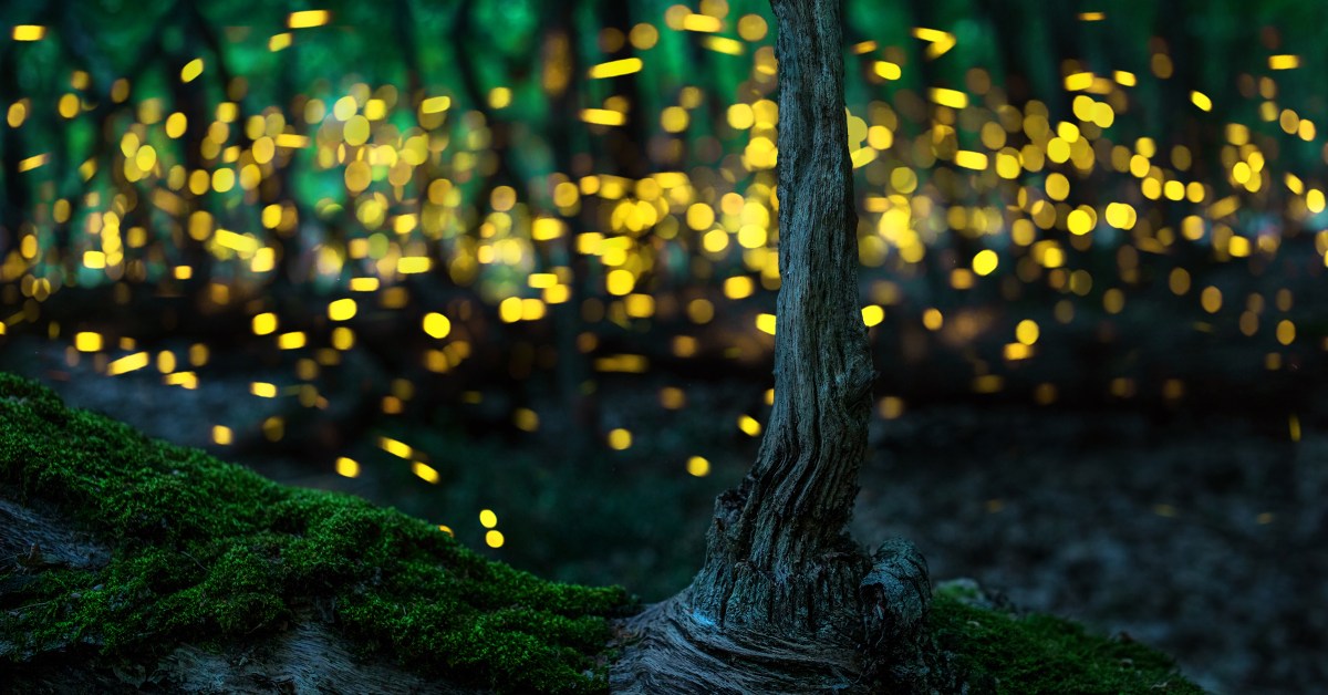 The Most Spectacular Firefly - Christianity Today