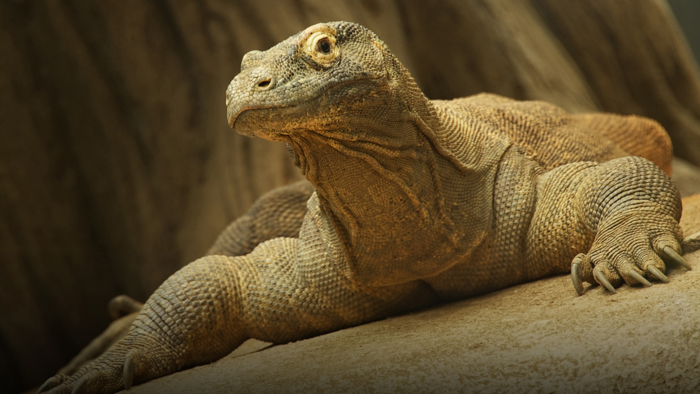 Still Beholding Behemoths - Christianity Today