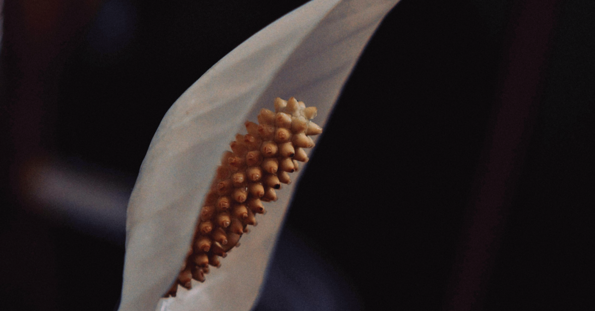 Indigo Ink - Christianity Today